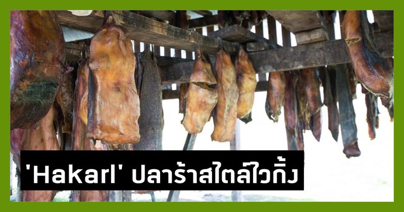 [คลังความรู้ by SpokeDark] 'Hakarl' เมนูถนอมอาหารดั้งเดิมของชาวไวกิ้ง ...