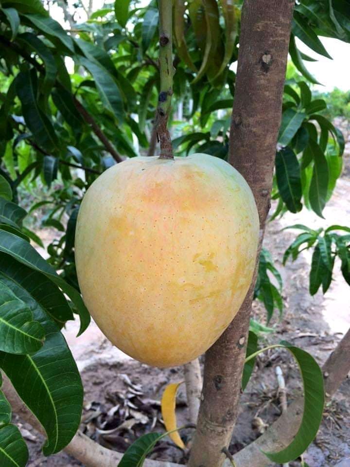 [phetlada🍏🍎] 🍎🍏เธอสวย เธอหวาน เธอกรอบ 😘เธอสวย รวยเพราะเธอละนะ เกรตพรีเ ...