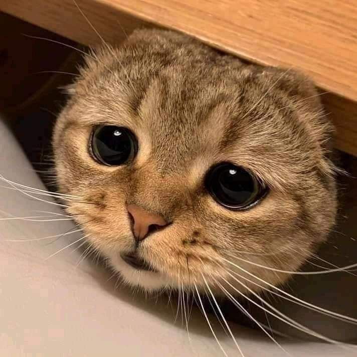 [TheMeow] เค้าไม่ดื้อนะ รักมั้ย Cat.moby