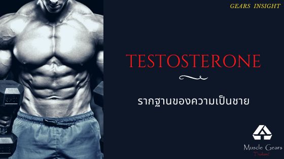 [Muscle Gears Thailand] Testosterone รากฐานของความเป็นชาย / โดย Muscle ...