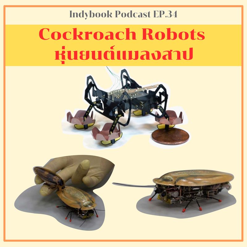 [Indybook] IDB Podcast EP.34 Cockroach Robots หุ่นยนต์แมลงสาป . หุ่นยนต์แมลงสาปเป็นหุ่นยนต์ที่ ...