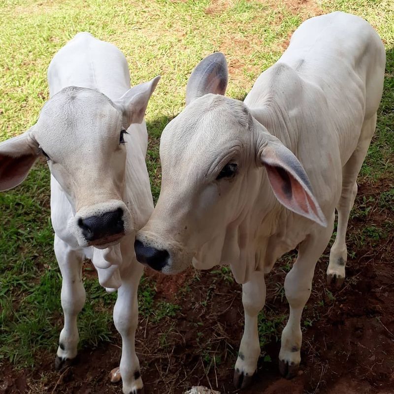 [phetlada🍏🍎] 😘😘หวัดดี เช้านี้ที่สุพรรณ🐮🐮 🐮🐮หนูน่ารักมั้ยย😘😘😘🍓