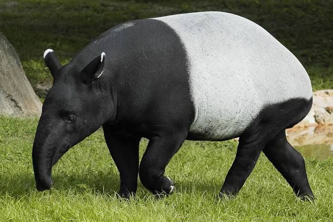 [นำเรื่องมาให้คุณ] นำเรื่อง สัตว์สงวน มาให้คุณ EP.13 สมเสร็จ