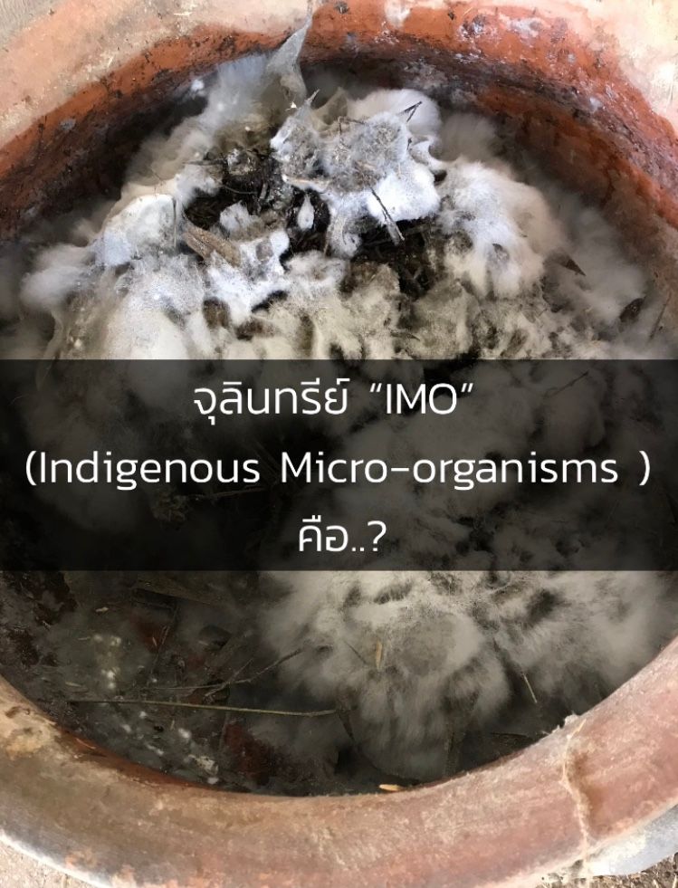 [Growing Utopia [เขาใหญ่]] จุลินทรีย์ “IMO” (Indigenous Micro-organisms ...