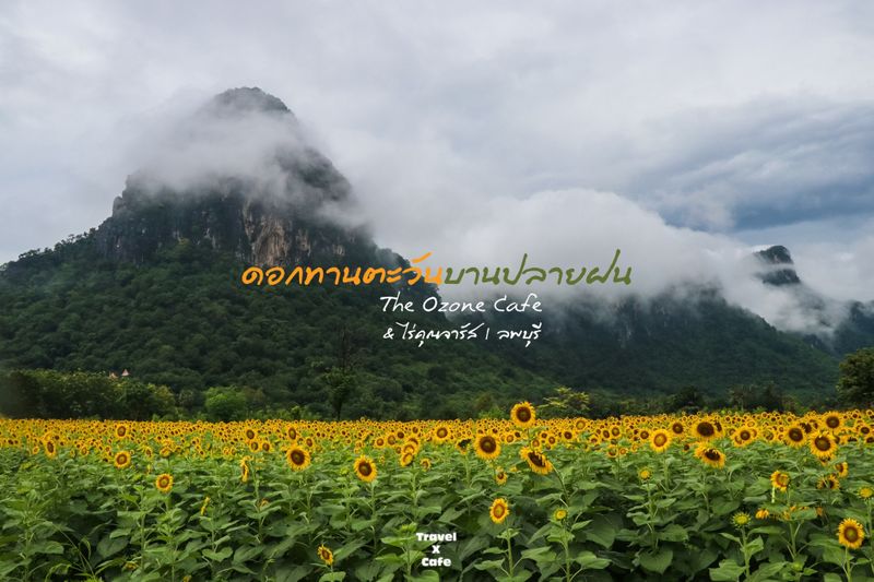[เที่ยวไหน ยังไงเล่า] The Ozone Cafe & ทานตะวันไร่คุณจำรัส สองพิกัดสด ...