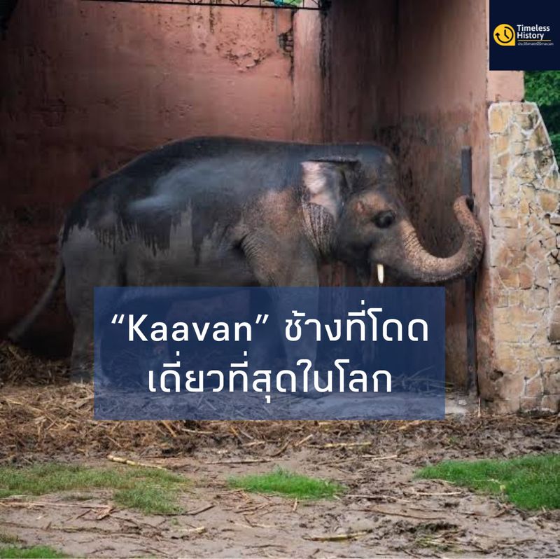 [Timeless History (ประวัติศาสตร์ไร้กาลเวลา)] “Kaavan” ช้างที่โดดเดี่ยว ...
