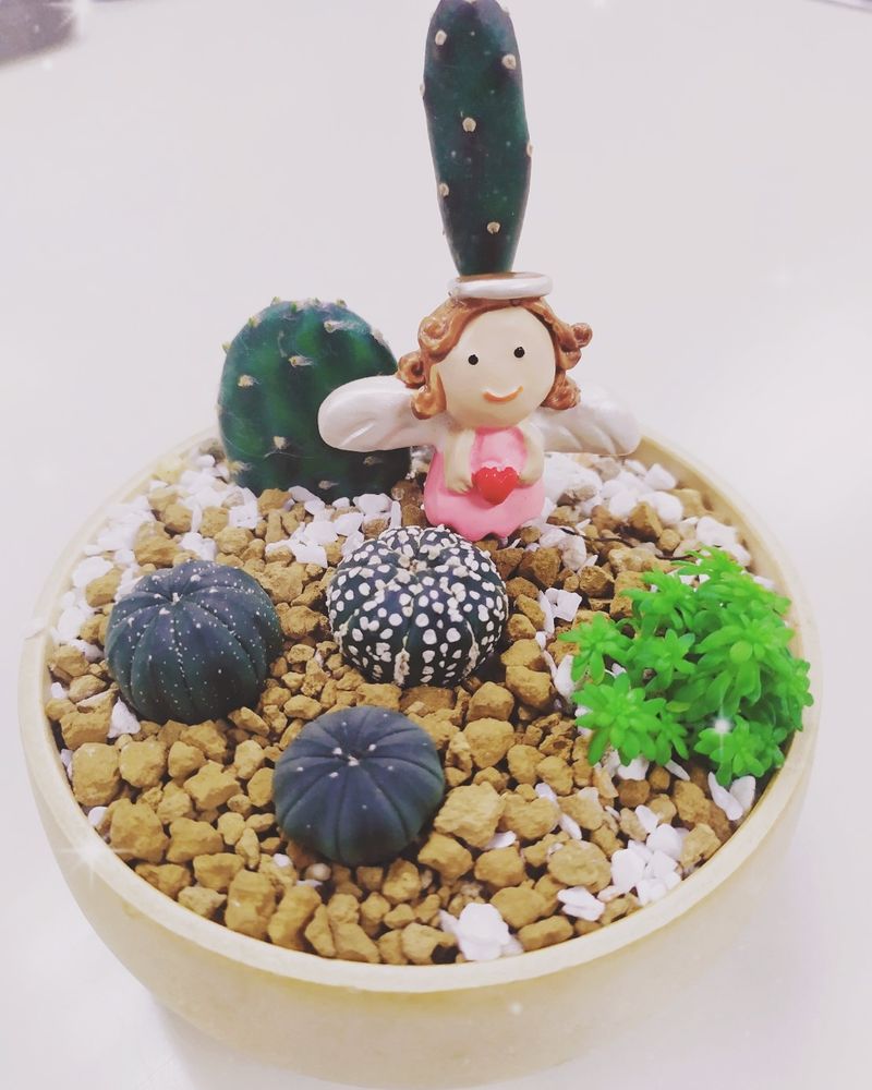 [Mook Pornsawan] 🌵อยากเริ่มเลี้ยงแคคตัสสักต้นเริ่มยังไงดีน้อ?🍀 บทความนี้เป็นความคิดเห็นส่วนตัว ...