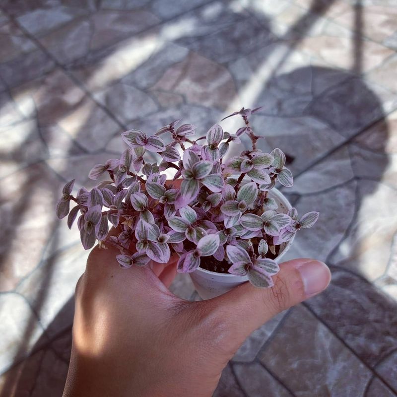 [Mook Pornsawan] #ริบบิ้นชาลีด่าง ต้นไม้สีชมพูหวานแหวว ที่ถูกใจใครหลาย ๆ คน 💓 ถ้าได้แสงแดดดี ๆ ...