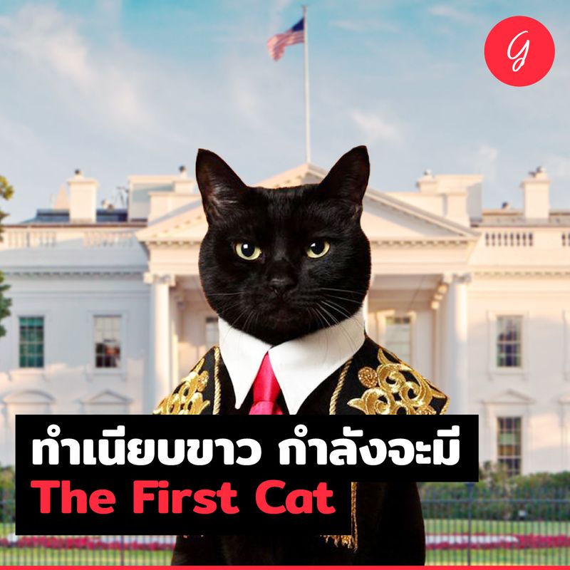 [ลงทุนเกิร์ล] ทำเนียบขาวกำลังจะมี The First Cat นอกจากที่ทำเนียบขาวของ ...