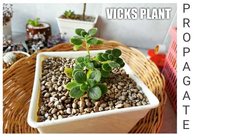 [Mook Pornsawan] #ขยายพันธุ์ต้นวิคส์ วิธีการง่ายมาก ๆ ขั้นตอนการปลูก