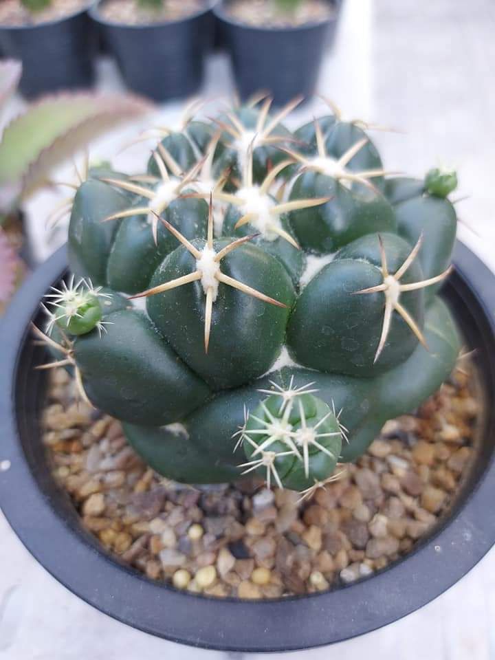 [WaewCactusDiary] ช้าง Coryphantha elephantidens หรือชื่อสามัญอังกฤษ ...