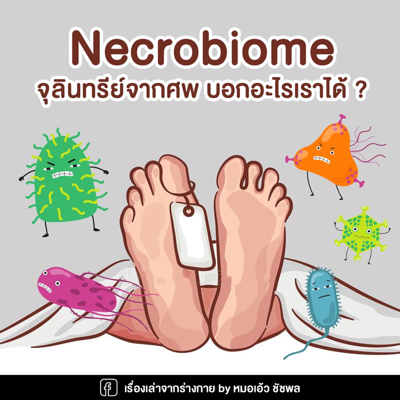 [เรื่องเล่าจากร่างกาย] Necrobiome แบคทีเรียที่สามารถช่วยสืบคดีฆาตรกรรม ...