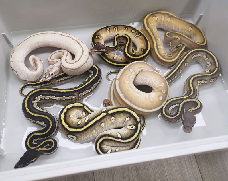 [Snake Fist Fit] ทำไมคนถึงนิยมเลี้ยงงู? โดยเฉพาะงูบอลไพธอน (Ball Python ...