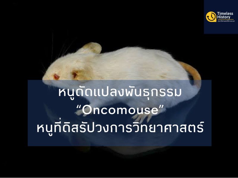 [Timeless History (ประวัติศาสตร์ไร้กาลเวลา)] หนูดัดแปลงพันธุกรรม ...