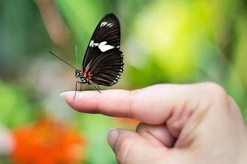 [storyคนอยากเล่า] เพื่อนรู้กันหรือไม่ !!!! 👉👉ผีเสื้อ🦋สวยที่ไม่น่าเชื่อ ...