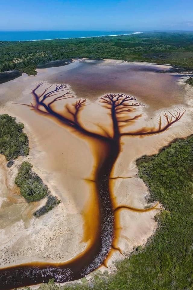 [Environman] ภาพถ่ายทางอากาศแสดง "ต้นไม้แห่งชีวิต" ในทะเลสาบ Cakora ...