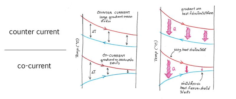 [ดูดีๆก็เคมีวิศวกรรมนี่นา] Counter current Heat Exchanger ในสิ่งมีชีวิต ...