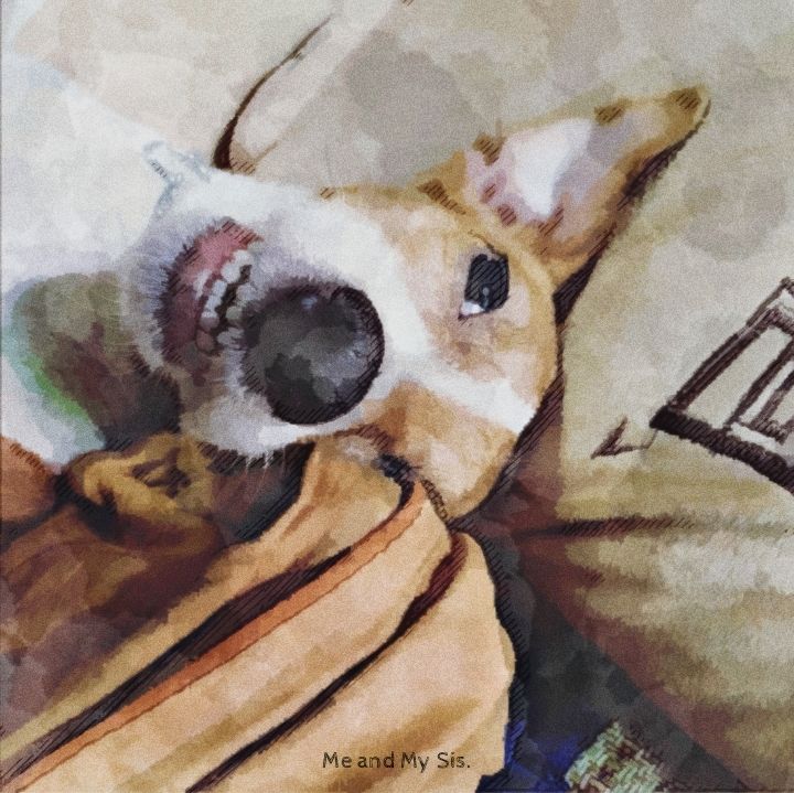 [Me & My Sis] #ภารกิจพิเศษ 🐵🐶🐯🦡🐈🐩🐕🦛🦏🐘🦙🐖🐄🐐🦌🦍🐪🐫🐿️🦡🐔🐓🦇🐣🐤🦅