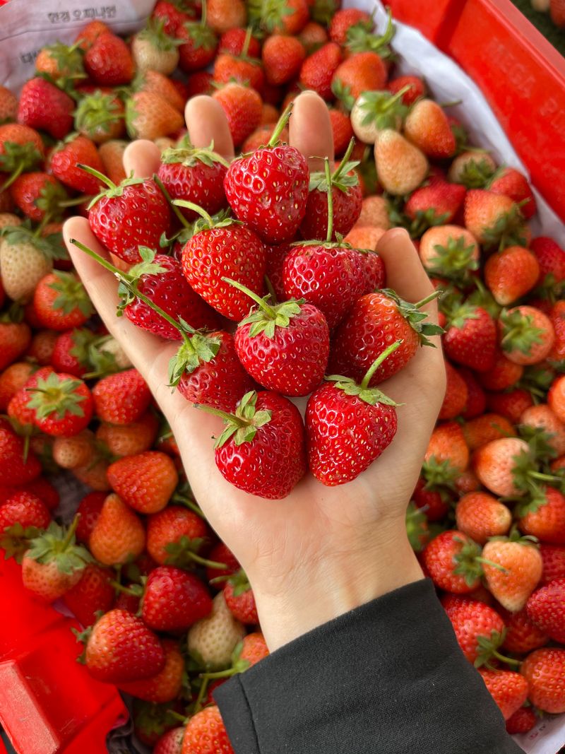 [จ๊ะจ๋าคนสวย] 🍓 Strawberry 🍓 พันธุ์หวาน 80 โครงการหลวง