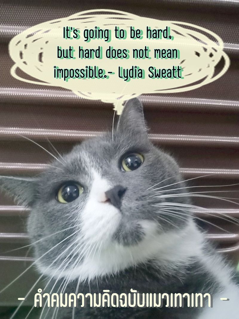 [ข้อคิดชีวิตฉบับแมวเทาเทา] คำคมความคิดฉบับแมวเทาเทา - ยาก "It’s going ...