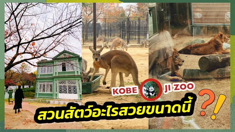 [รีวิวญี่ปุ่น By Arina J] พาไปชมสวนสัตว์ในญี่ปุ่น 🇯🇵 🐬KOBE OJI ZOO 🐯
