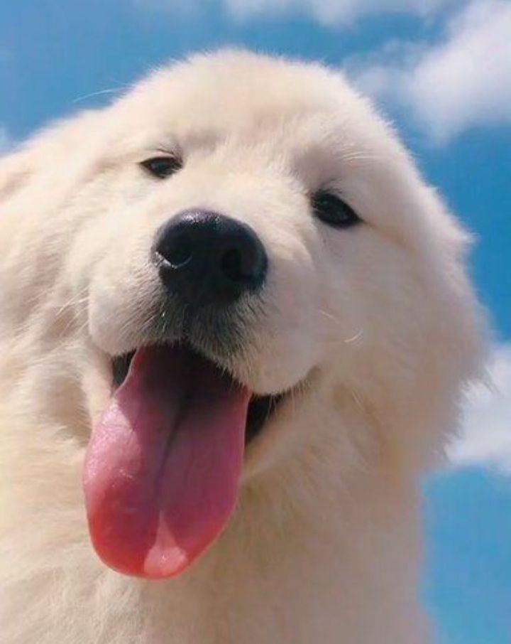 [Book man] สุนัขเป็นสัตว์เลี้ยงที่อยู่เคียงข้างมนุษย์มานานแสนนานแล้ว อาจจะเป็นเพราะว่า อุปนิสัย ...