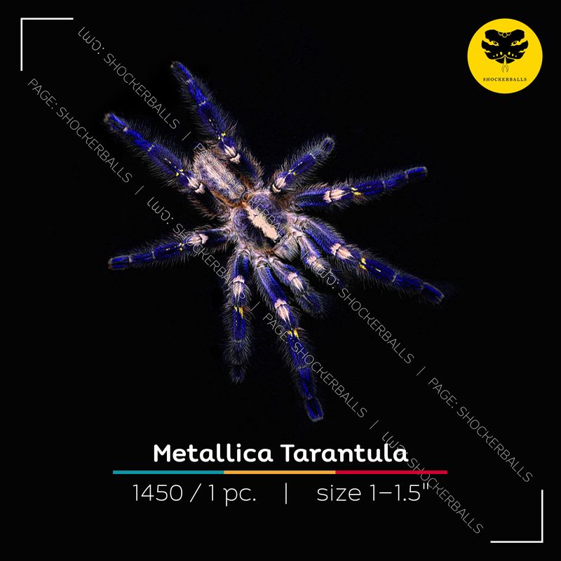[SHOCKERBALLS] Metallic Blue Tarantula ลักษณะเด่น : สีสันแปลกตา เลี้ยง ...