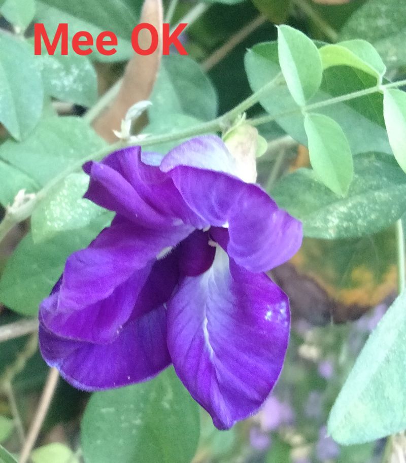 [Mee OK] สรรพคุณ ของอัญชัน 1.น้ำอัญชันมีส่วนช่วยต่อต้านอนุมูลอิสระในร่างกาย