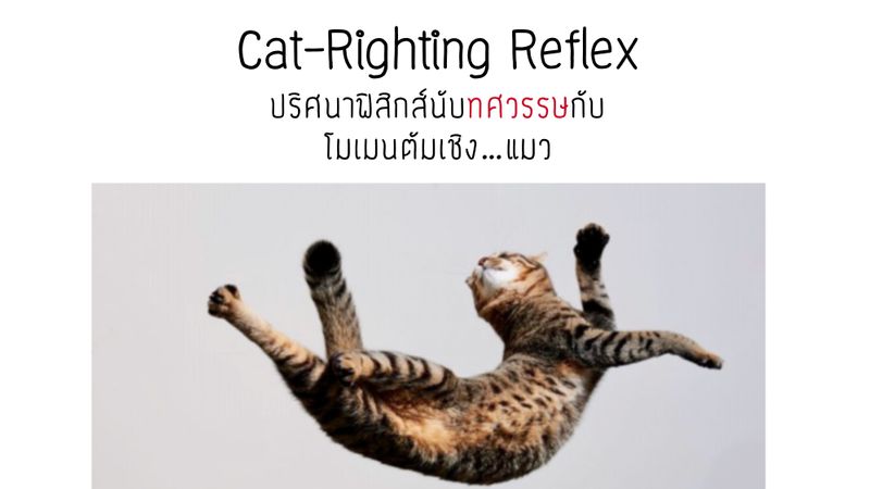 [เรื่องเล่าว่าที่สัตวแพทย์ - Vet Stories] Cat-Righting Reflex: ปริศนา ...