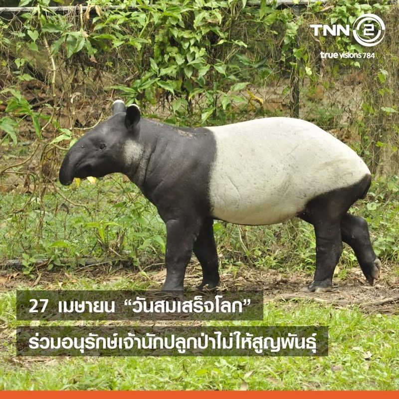 [TNN2 ] 27 เมษายน "วันสมเสร็จโลก" "สมเสร็จ" สัตว์หน้าตาน่ารักน่าประหลาด ...