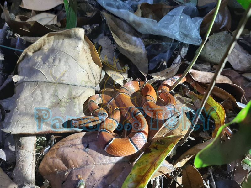 [PamaiStory ] กราบบบบบบ สวัสดีพ่อแม่พี่น้องชาว Pamai...STORY ทุกๆท่านนะ ...