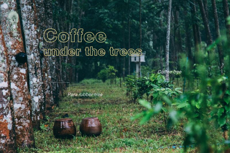 [coffeetravelermag] • Coffee under the trees • การปลูกกาแฟร่วมกับไม้ ...