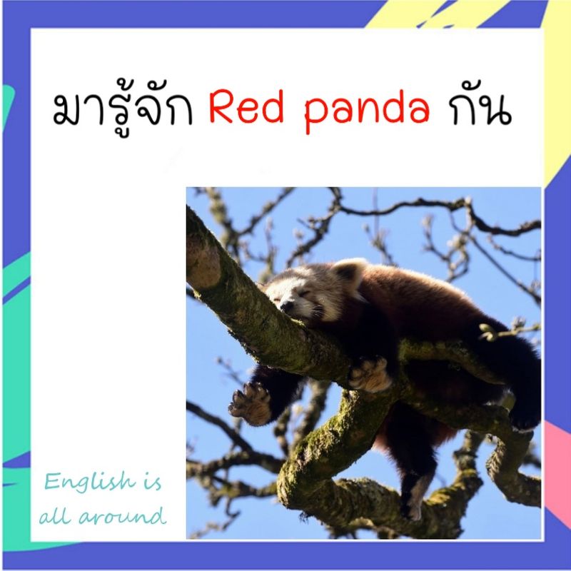 [English is all around] มารู้จัก Red panda กันค่ะ วันสบายๆแบบนี้ จะพา ...