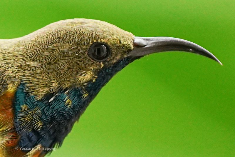 [Wide Life Story] ความเหมือนที่แตกต่าง ความงามในธรรมชาติที่ซ่อนอยู่