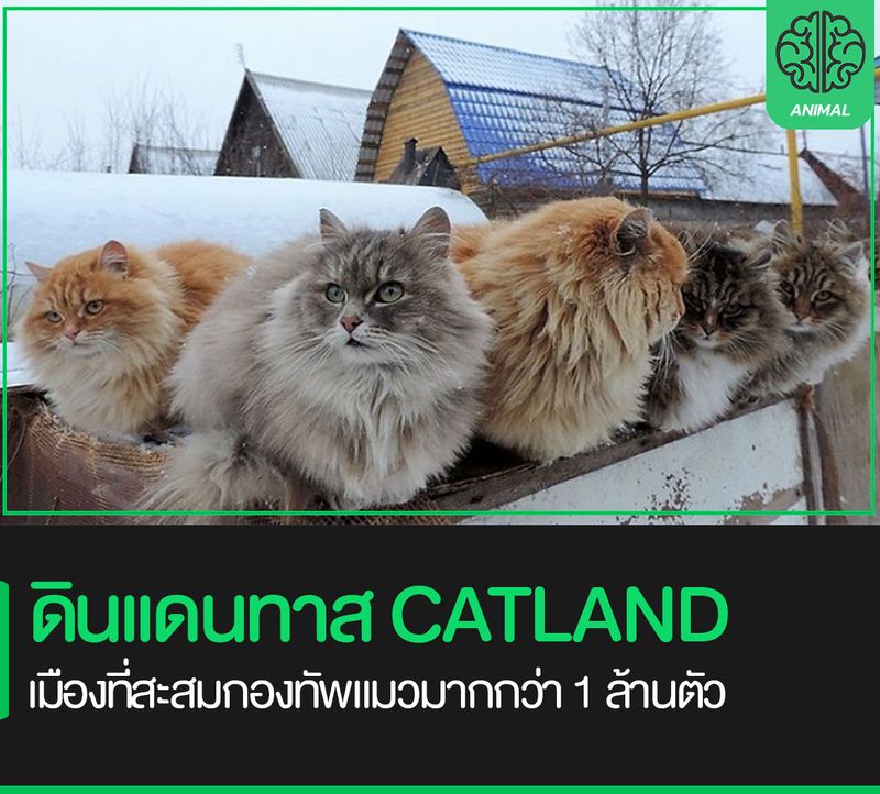 [The Brain Club] #18 The Brain Club : Animal ดินแดนทาสแมว " Catland ...