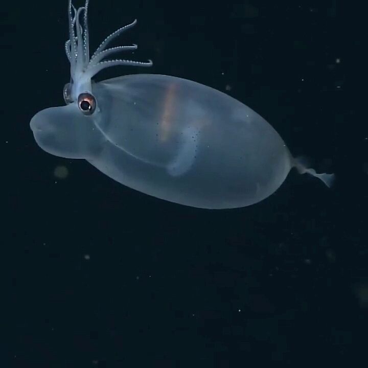 [@sKywalker] นี่คือเจ้า Helicocranchia หรือ“ปลาหมึกลูกหมู” เจ้าปลาหมึก ...