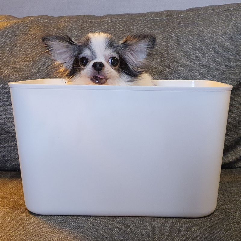 [Maeban Condo] วันนี้มีอะไรมาส่ง EP 263: กล่องเก็บของมีหูหิ้ว 89฿ https://shp.ee/cw765a6 ติดตาม ...