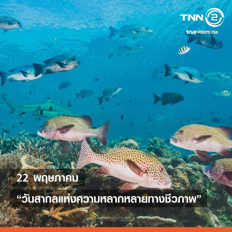 [TNN2 ] 22 พฤษภาคม "วันสากลแห่งความหลากหลายทางชีวภาพ" องค์การ ...