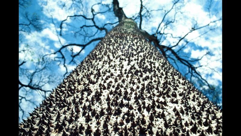 [เปิดโลกเพิ่มปัญญา] Dynamite Tree ต้นไม้ระเบิด! ต้นไม้ระเบิดหรือต้น ...