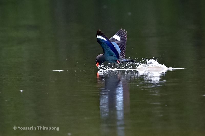 [Wide Life Story] ตัวอย่างของการเรียนรู้ธรรมชาติ แลเว้นช่องว่างที่เพียงพอ