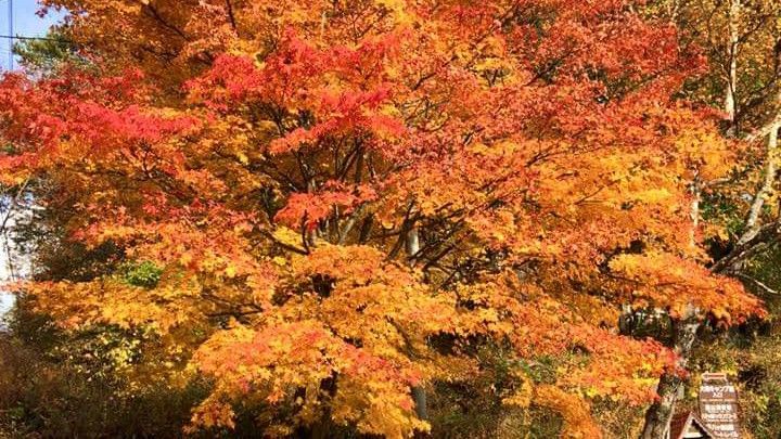 Suesie in wonderland | ซีรีส์