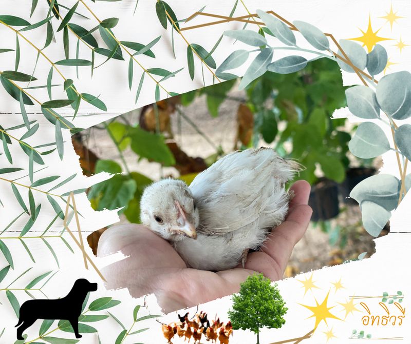 [Nat Nattaporn Panitphol] 🐣ลูกไก่ 🐣 ในกำมือ ของจริงเลย 🏻