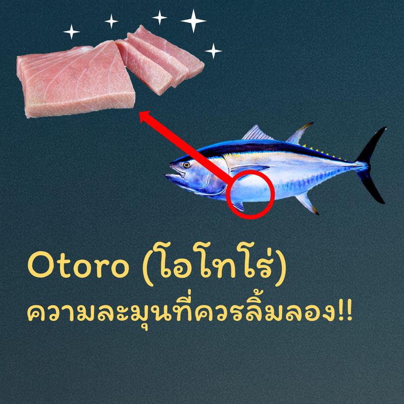 [เกล็ดเล็กเกล็ดน้อย] OTORO เนื้อปลาทูน่าที่ละมุนลิ้นสุดๆ!! หลายคนคงเคยเห็นหรือเคยได้ยินชื่อ ...