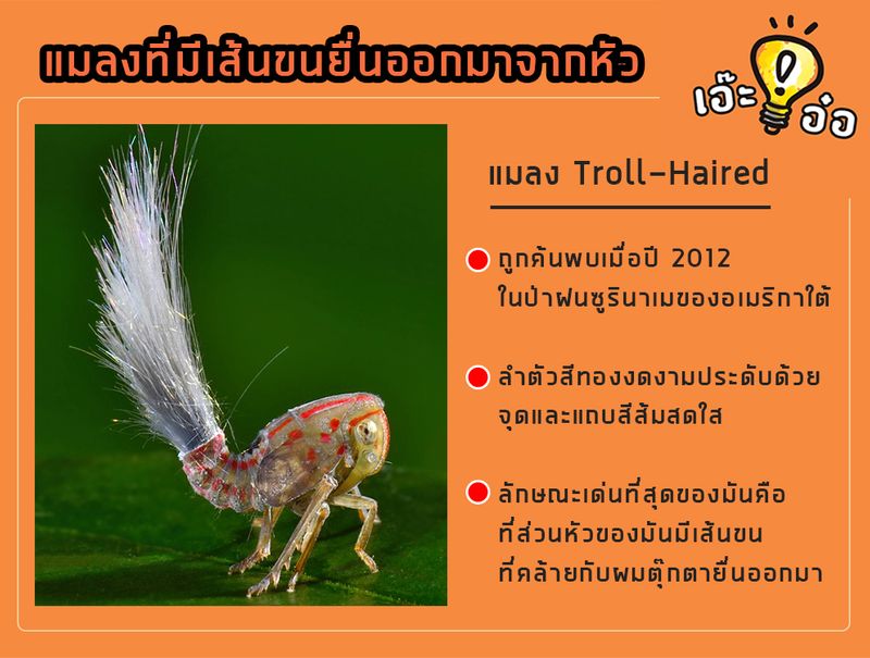 [เอ๊ะ อ๋อ] เจ้า Troll-Haired แมลงที่น่ารักน่าชัง ซึ่งถูกค้นพบและเปิดตัว ...