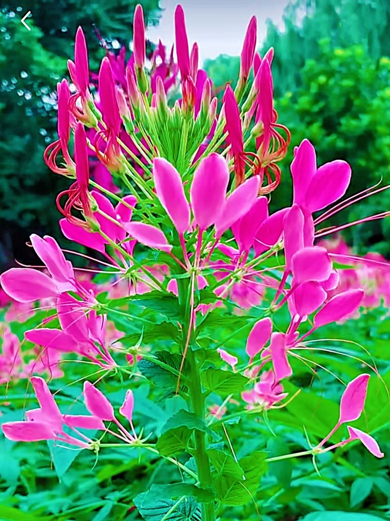 [Amazing] Beautiful Flowers photo Image 🌺