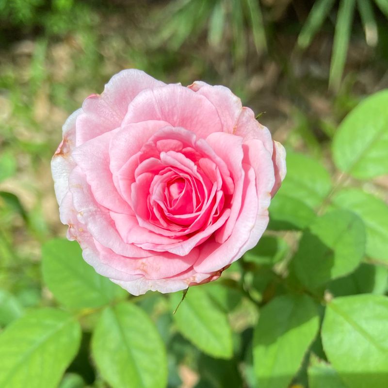 [Only Rose] มีค่ะ ที่บ้านอยู่คนเดียวกับแมว 1 ตัว ปกติไม่เปิดแอร์ เปิด ...