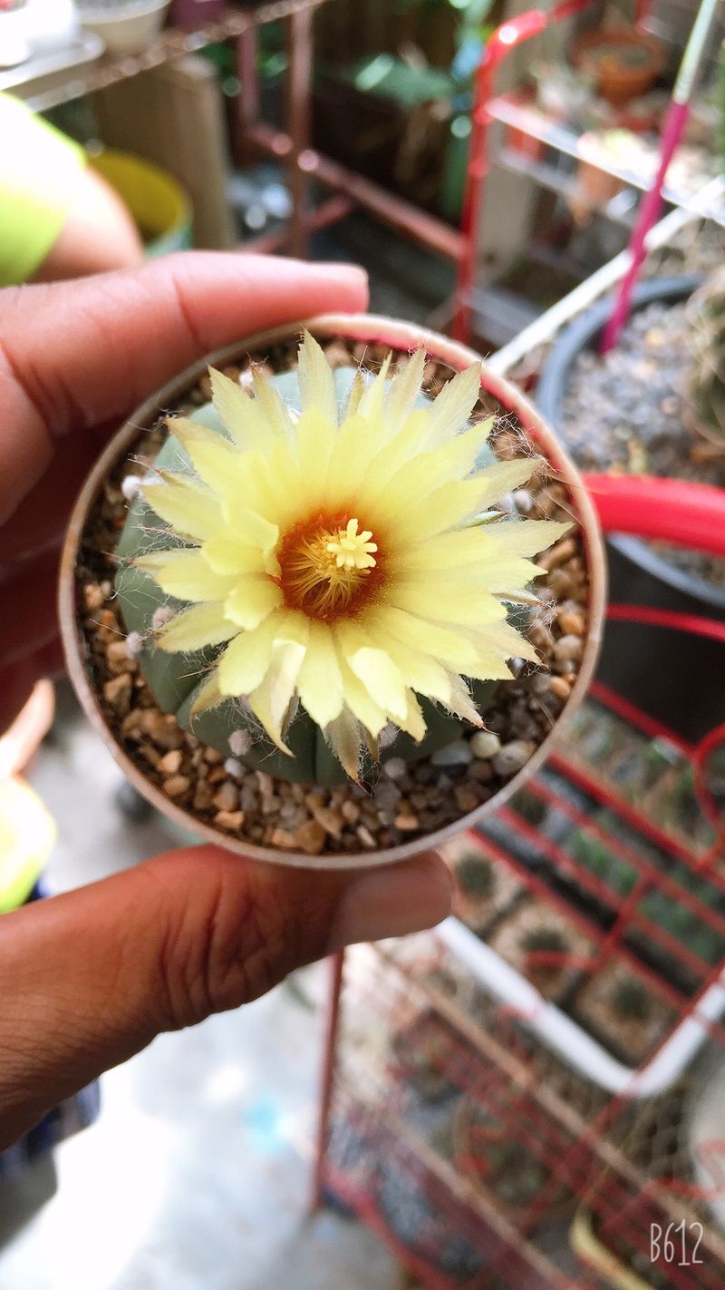 [กระบองเพชรบางเทา] ฝนตกไม่ทั้วฟ้า