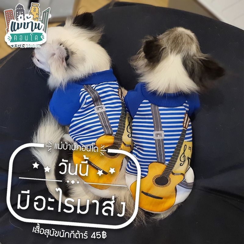 [Maeban Condo] วันนี้มีอะไรมาส่ง EP 387: เสื้อสุนัขนักกีต้าร์ 45฿ https://shp.ee/tc7j4x6 ติดตาม ...