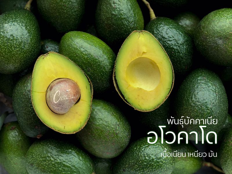 [Tanoy Stories ] Get readay for this Avo Good Day 🥑🥰 With our Special ...