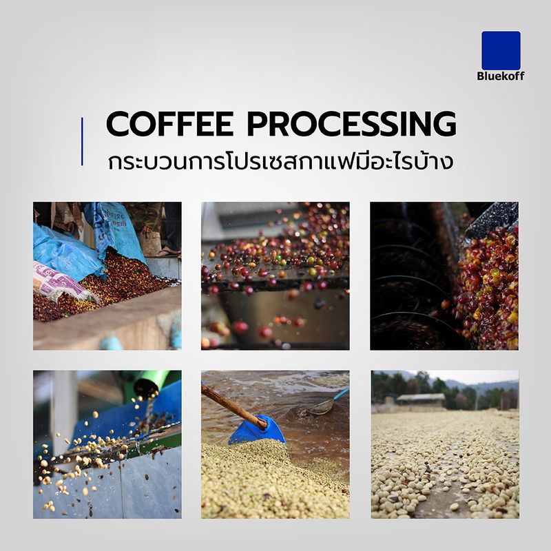 [Bluekoff] Coffee Processing : การโปรเซสกาแฟมีอะไรบ้าง การโปรเซสการแฟ ...